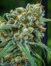 Brothers Grimm Seeds - Top-Quality Strains | LB Seeds Co. – LBS CO
